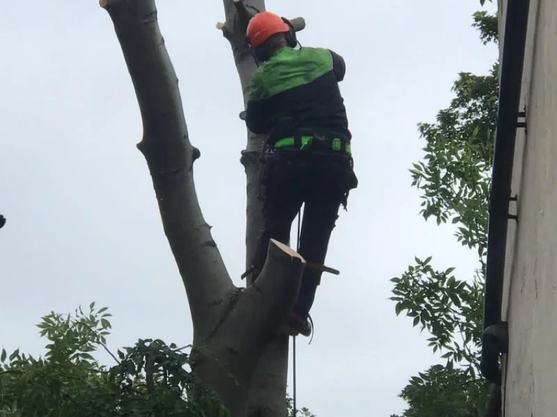 Tree Specialists